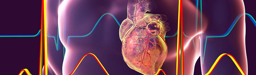 Cardiovascular research