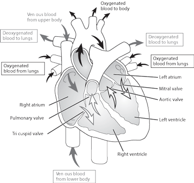 How Your Heart Works | Helping Your Heart | Allina Health