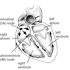 How Your Heart Works | Helping Your Heart | Allina Health