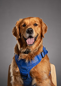 Therapy dog provides calming presence for Allina Health EMS team